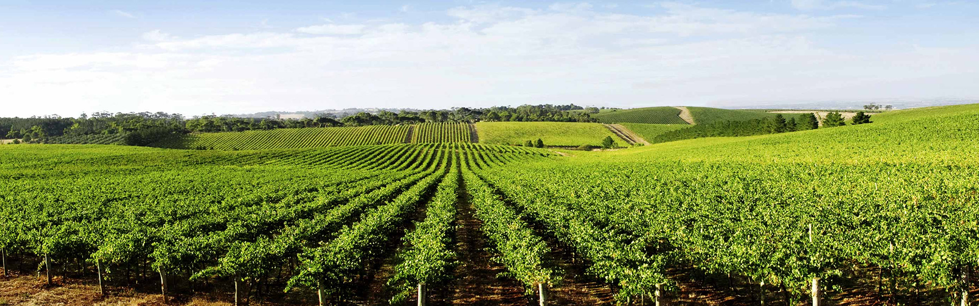 Bunyip Water scheme acquired by Seppeltsfield - Dematec Automation